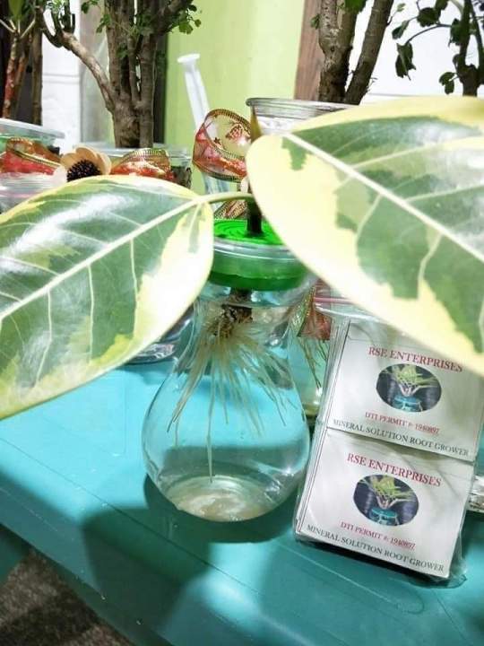 RSE Root Grower Mineral Solution | Lazada PH