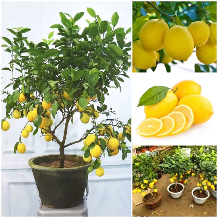 [Fast Germination] 20pcs Lemon Tree Seeds for Sale Organic Lemons Fruit Seeds for Planting ...