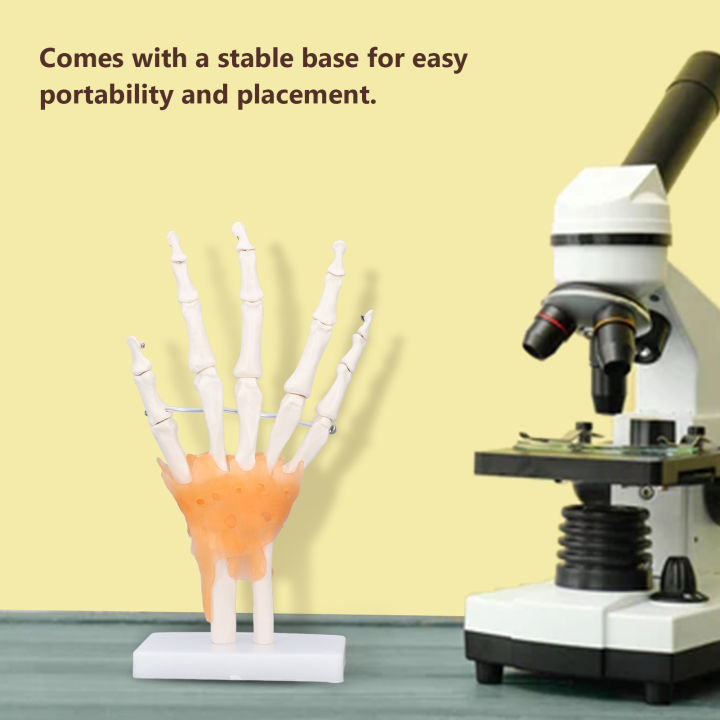 Hand Skeleton Model PVC Life Size Design Stable Base Clear in Display ...