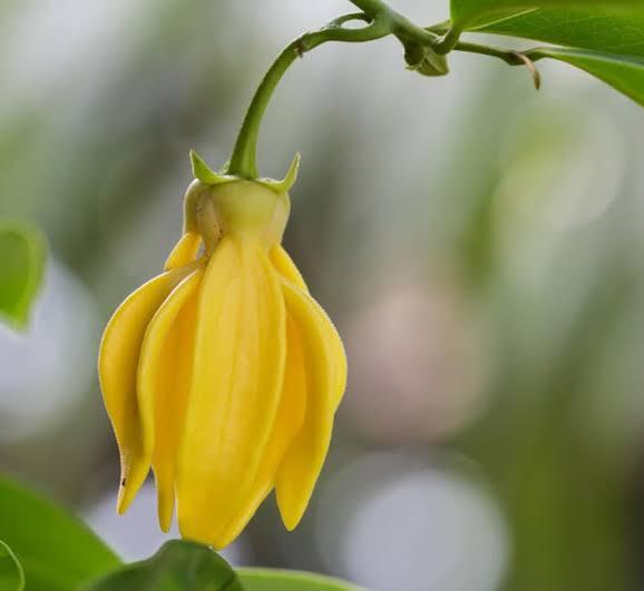 Ilang Ilang dwarf/Ylang-Ylang/perfume tree/Cananga odorata seedlings ...