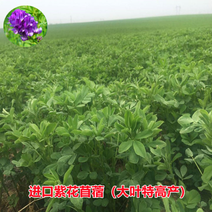 Alfalfa grass seed perennial grass seed sprout vegetable greening seed ...