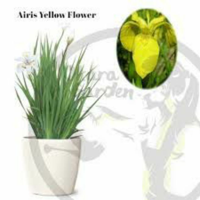 Tanaman hias airis-iris bunga kuning | Lazada Indonesia