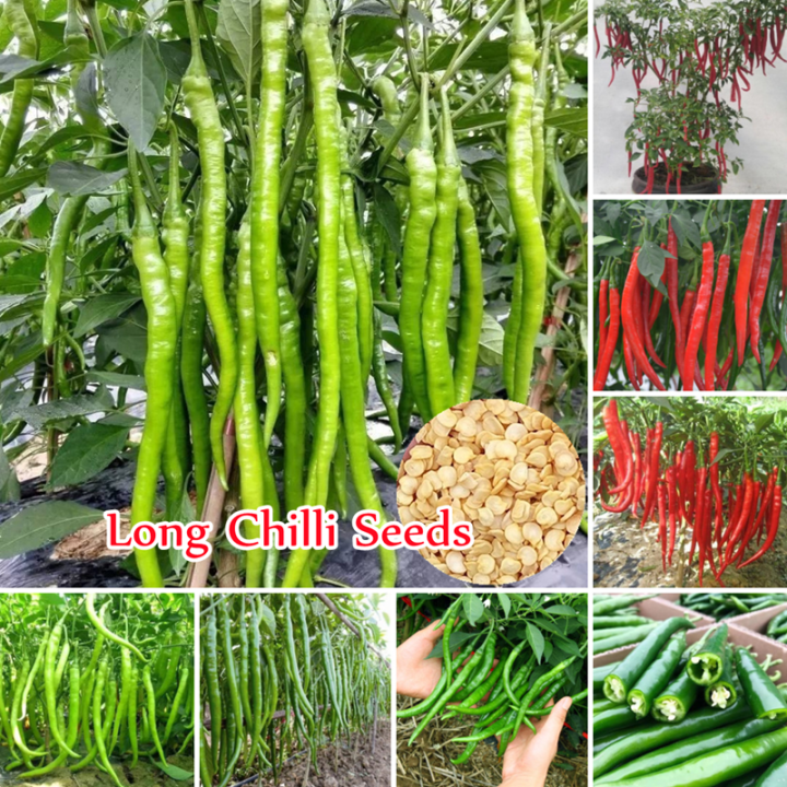 [Fast Delivery] 100% Authentic Long Chilli Seeds (50 Seeds ) Benih ...