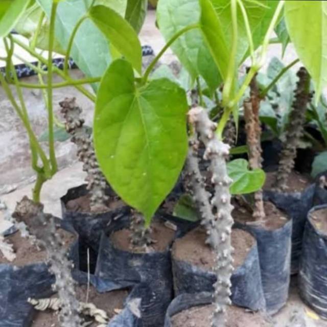 Brotowali Bratawali Batrawali atau akar aliali | Lazada Indonesia