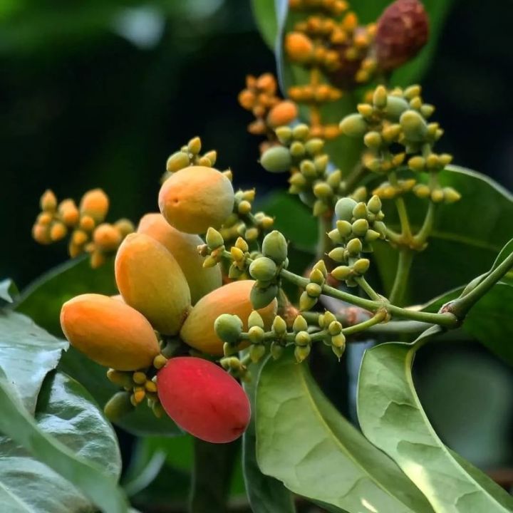 Tanaman melinjo / bibit mlinjo maninjo belinjo / bibit tangkil kulang ...