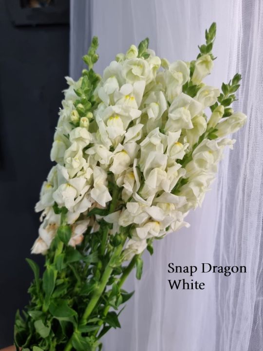 Bunga Potong/Bunga Segar/Fresh Flower/Snap Dragon Lokal Dekorasi Bunga ...