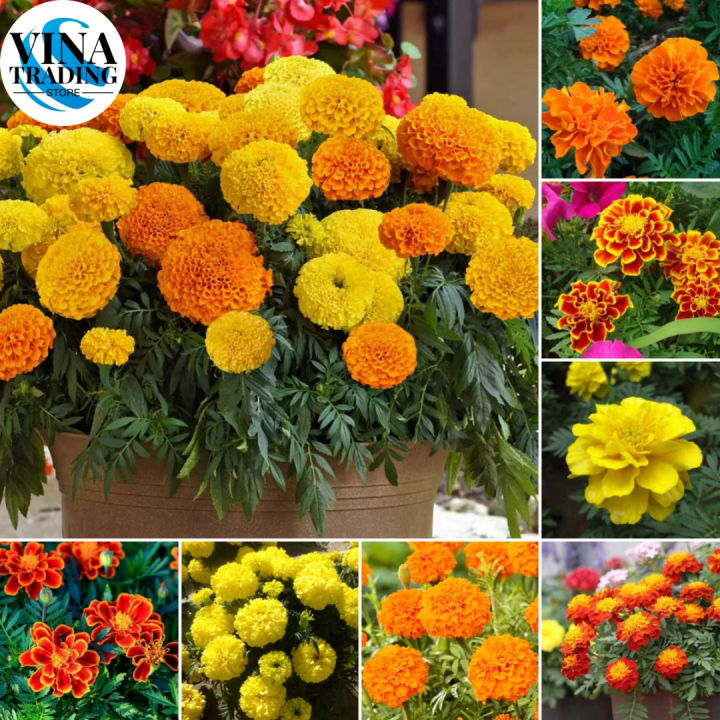 150 seeds/pack High Quality Marigold Flower Seeds -African Marigold ...