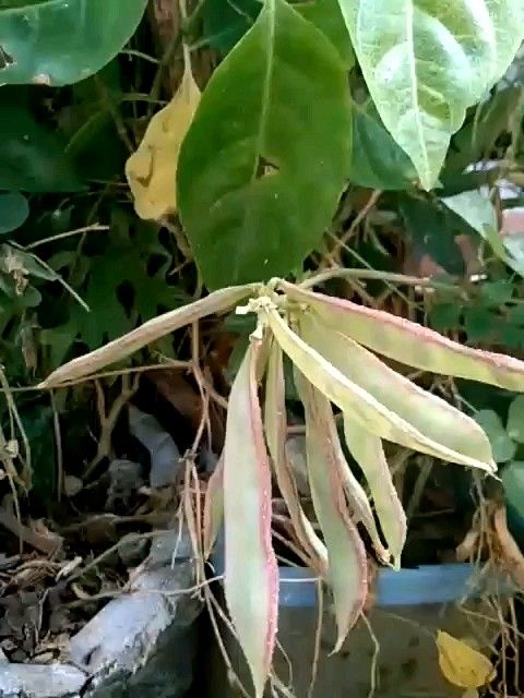 Bataw Marabilya 3 Seeds for Planting Hyacinth Bean Binhi ng Gulay ...