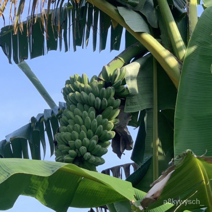 High Quality Variety Rare New Saba Banana Tree （Not a plant) 50 ...