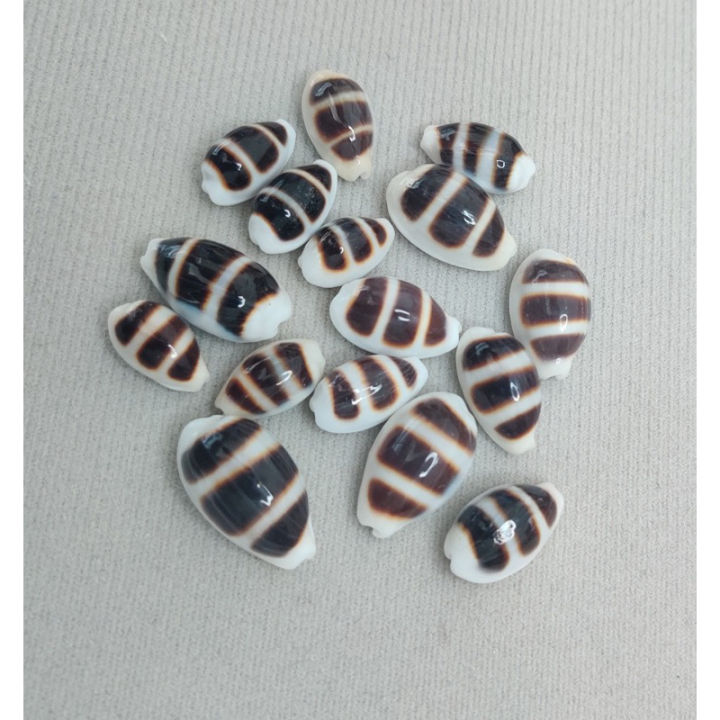 buoy conch small cowrie Rare Sea Snail Shell เปลือกหอยทากทะเลหายาก fu ...