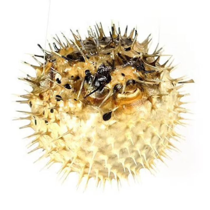 Authentic Dried Puffer Fish/ Porcupine Fish/ blow fish hanging display ...