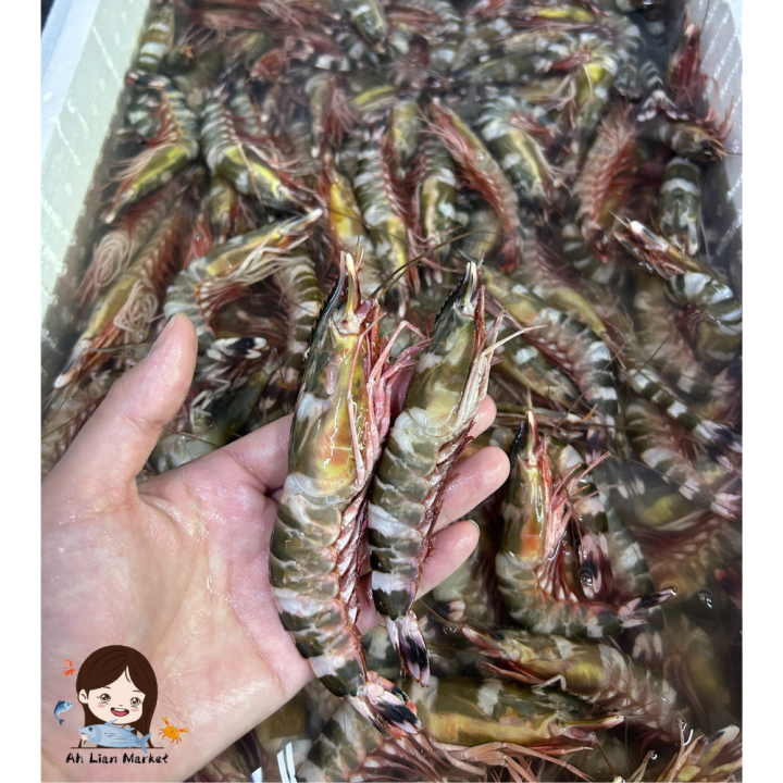 九节虾/花虾 Fresh Flower Prawn | Lazada