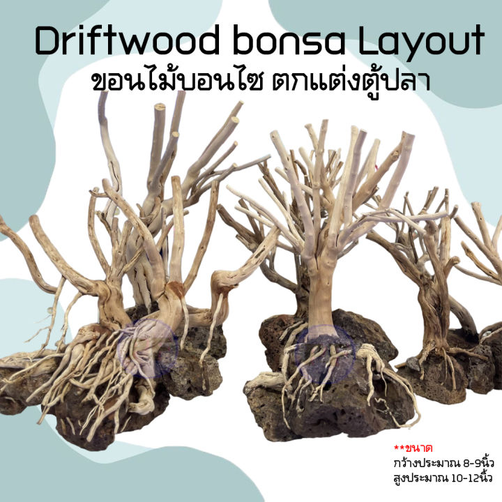 Driftwood bonsa Layout ขอนไม้บอนไซ สำหรับตั้งตู้ไม้น้ำ ตกแต่งตู้ ขอนไม้ Bonsai ตู้ไม้น้ำ ตู้ปลา ...