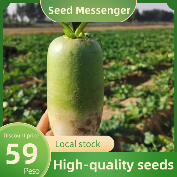 Green Water Radish Seed 300 Seeds Precocity Green Skin Radish Bonsai ...