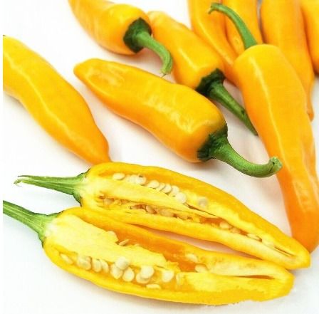 【GW】Benih Cili Api Kuning 20pcs/Chilli/朝天黄小辣椒籽 | Lazada