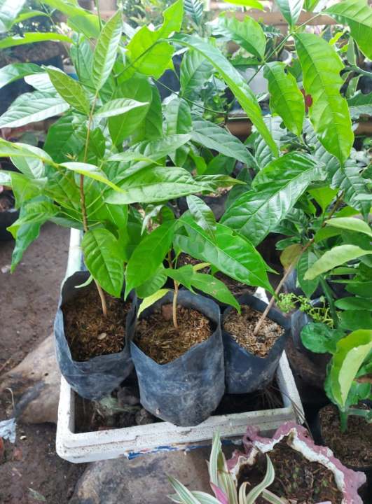 Mahogany Tree and Narra Tree- rooted and ready to plant | Lazada PH