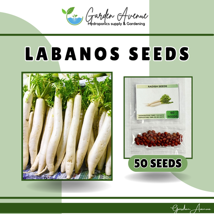 WHITE LADY/LABANOS SEEDS (50pcs seeds) LONG WHITE/HYBRID | Lazada PH