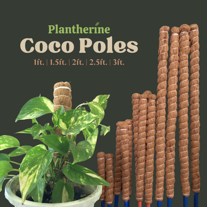 Coco Pole (PVC Base) for plants | Lazada PH