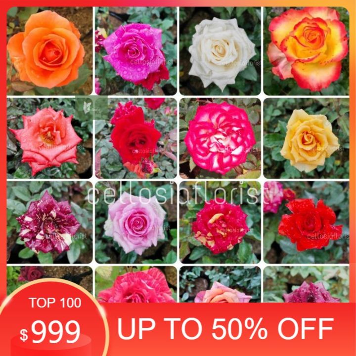 Tanaman Hias Aneka Bunga Mawar Holland Berbunga (Bisa Pilih Warna ...