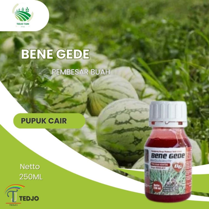 pupuk Pemacu Umbi dan Buah Bene Gede Pemacu Umbi dan Bunga Pemacu ...