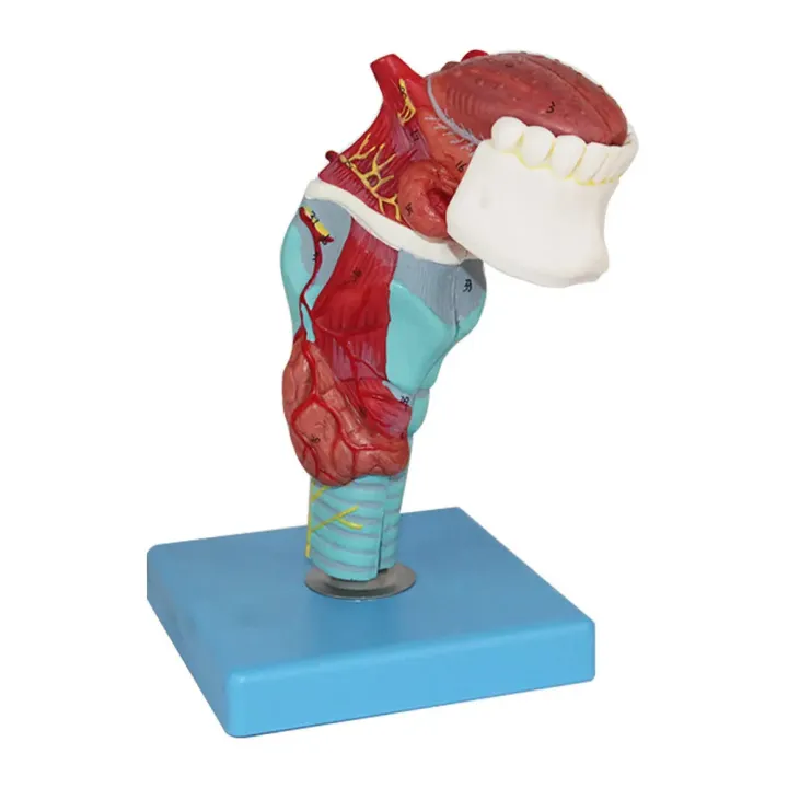 Laryngeal Tongue Tooth Model Laryngeal Anatomy Model Thyroid Models ...