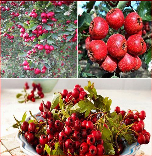 mayflower friut seed -Hawthorn Tree Edible Fruit Mayflower Crataegus ...