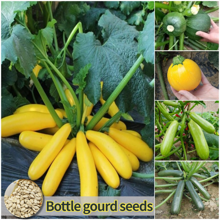 [Easy to grow in the Philippines] 20pcs Bottle Gourd Seeds Upo Seeds ...