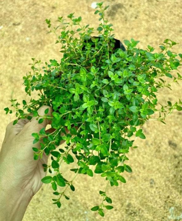 Thyme (Herb Plant) - Free pot and white pebbles | Lazada PH