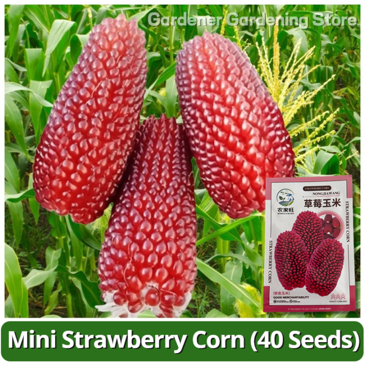 High Yield Mini Strawberry Corn Seeds (40 Seed) 草莓玉米 Red Mini Fruit ...