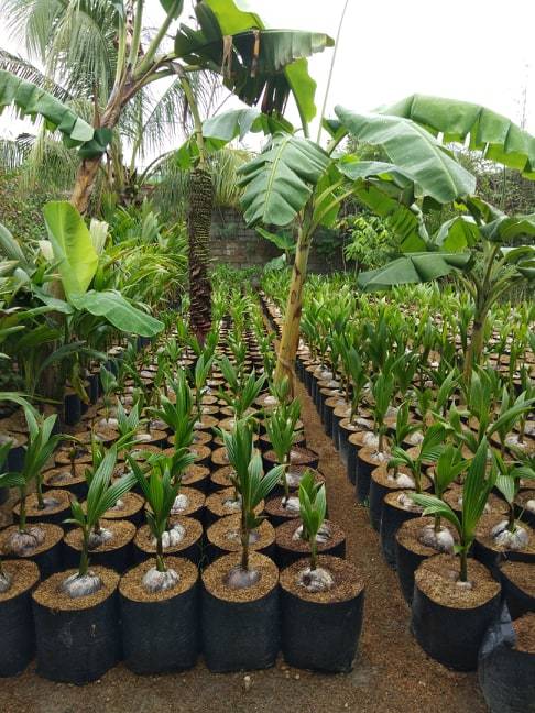 Coconut tree/Buko (DWARF COCONUT seedling) | Lazada PH