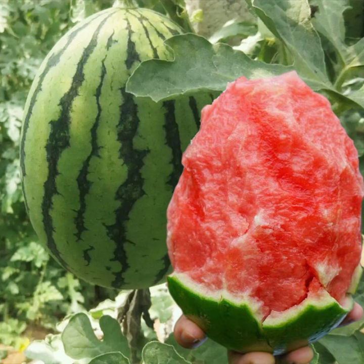 (Limited time special for new store opening)50 Grains (Non-plant)Early ...