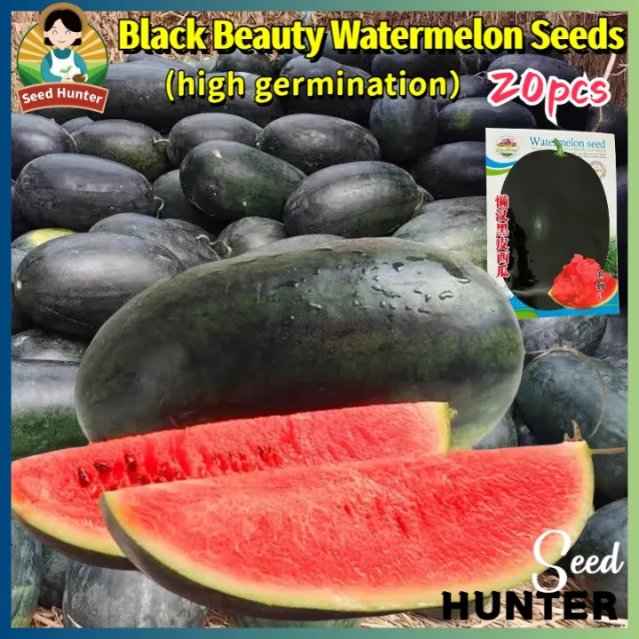High Yield Fresh Giant Black Beauty Watermelon Seeds for Planting ...