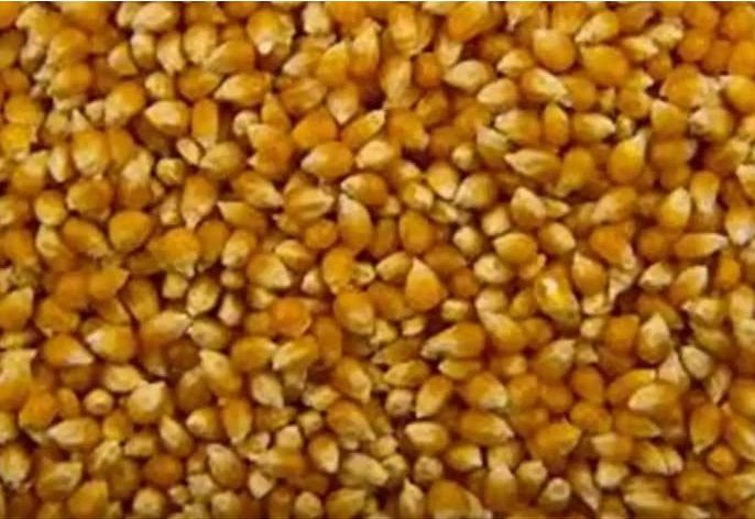 Popcorn Kernel / Pop Corn / Edible Corn 1kg | Lazada PH