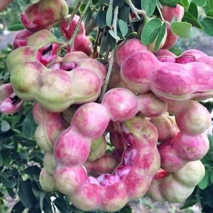 Bibit Benih Buah Asam Jawa (10 Butir) | Lazada Indonesia