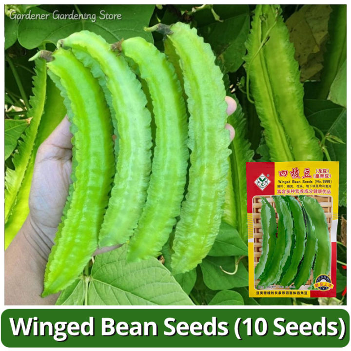 เมล็ดพันธุ์ ถั่วพู บรรจุ 10 เมล็ด Winged Bean Seeds Vegetable Seeds for ...