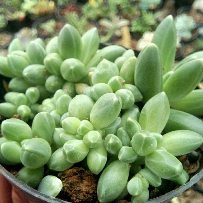 Tanaman hias sukulen cluster rimbun | Lazada Indonesia