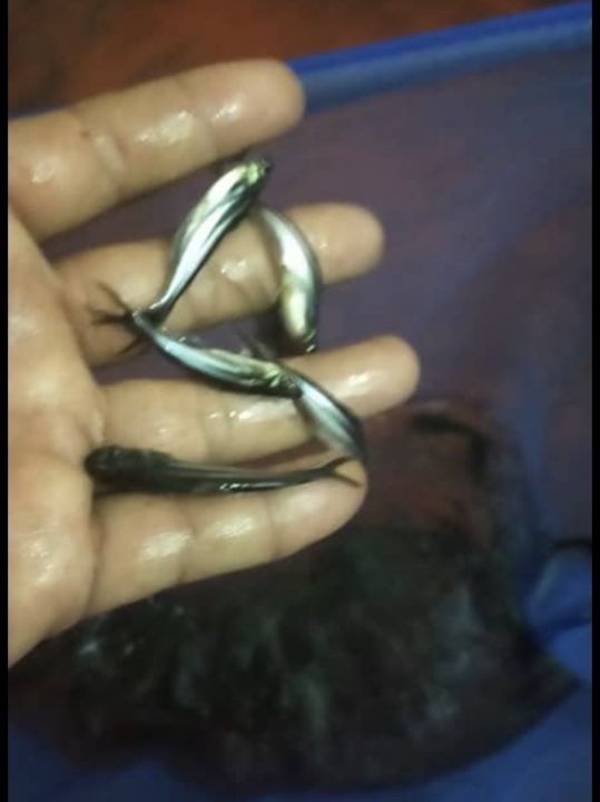 BENIH 110 ekor ANAK IKAN PATIN FEEDER FISH ATAU PELIHARA | Lazada