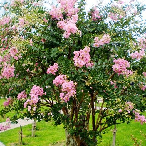 Lagerstroemia indica seed planting four seasons greening courtyard ...