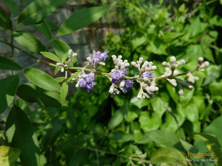 Fresh Daun Nochi/Chinese Chaste Leaves/Horseshoe VItex Leaves | Lazada