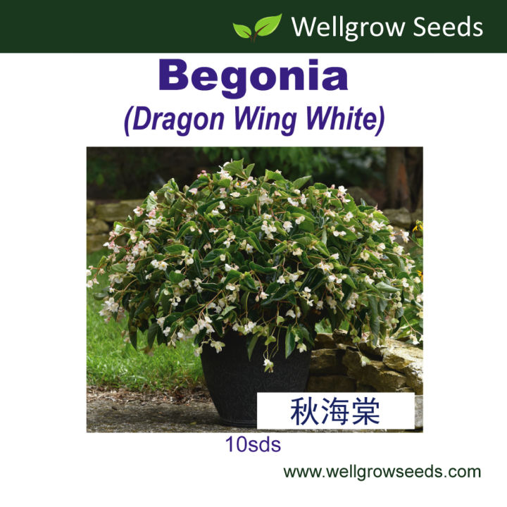 Begonia Dragon Wing White (10 sds) Flower Seeds Wellgrow Seeds | Lazada