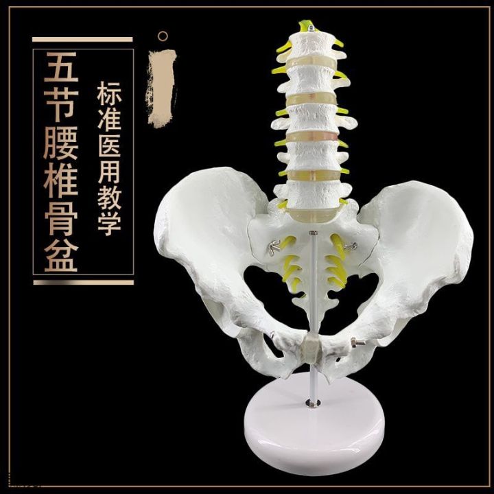 Section five lumbar spine model with pelvic model pelvis model human ...