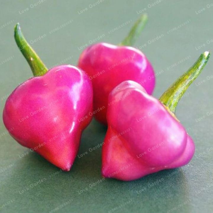 Ubatuba Pink Pepper seeds 10seeds | Lazada PH
