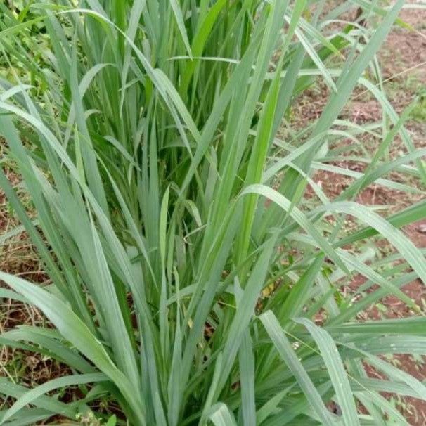 Bibit rumput setaria sataria pakan ternak 1kg// kualitas terbaik di ...