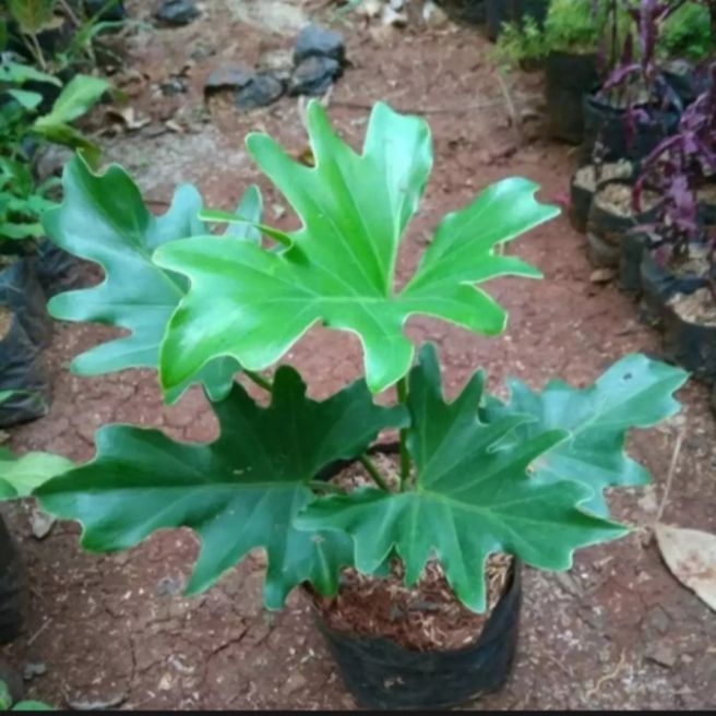 tanaman hias monstera jari/tanaman hias indoor/outdoor | Lazada Indonesia