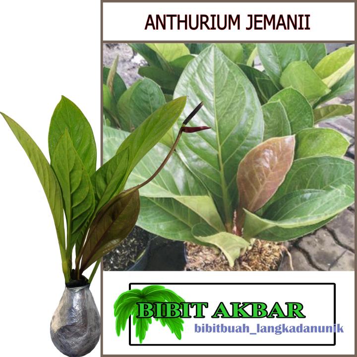 Bibit Tanaman Hias Bunga Anthurium Jemani | Lazada Indonesia