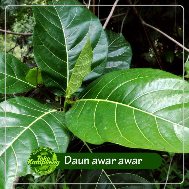 Daun awar awar segar 100gr Herbal antiseptic dll | Lazada Indonesia