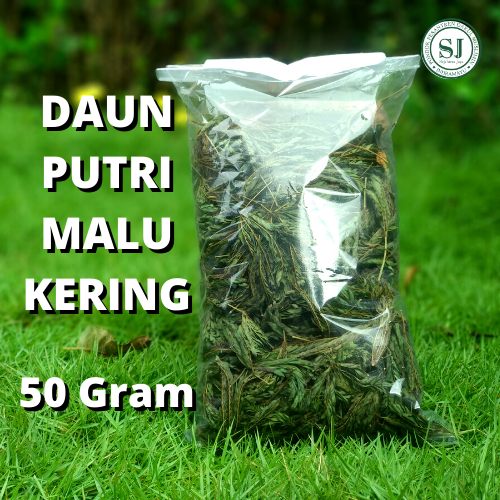 DAUN PUTRI MALU KERING / MIMOSA PUDICA 30 GRAM | Lazada Indonesia