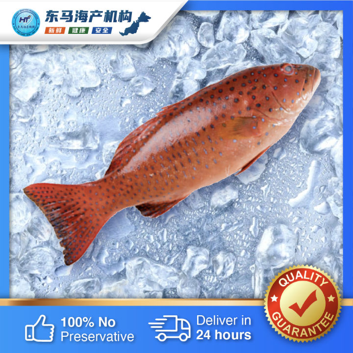 Sabah Wild Leopard Coral Grouper fish (Cleaned) / 沙巴深海七星斑 整条（已清理干净 ...