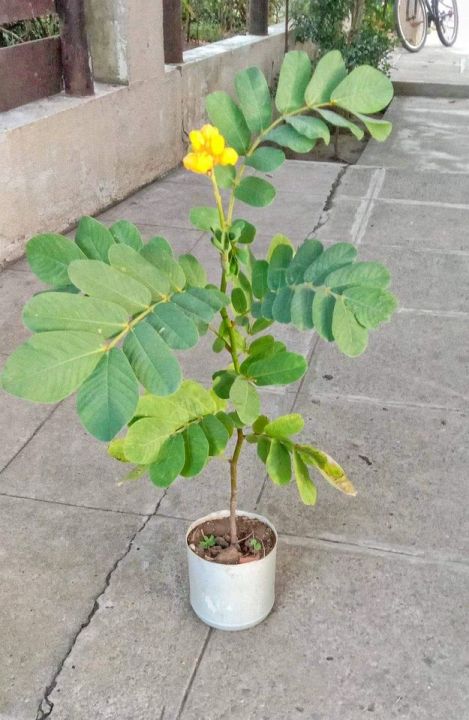 akapulko seedling | Lazada PH