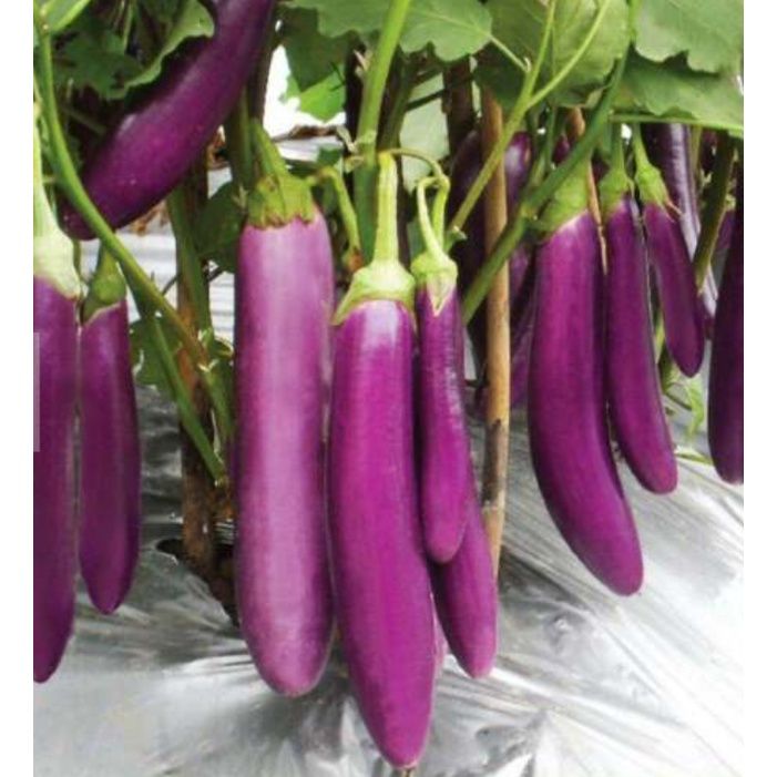 talong / eggplant seeds - condor - plant - vegetable - Hybrid eggplant ...